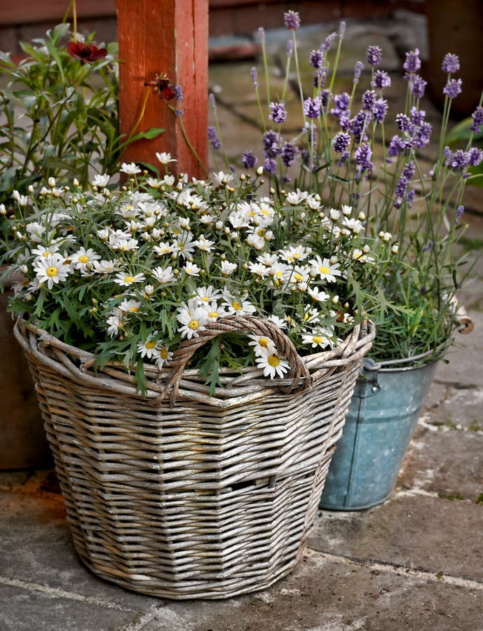 Beautiful Budding Flowers. Garden Flowers Growing Outside. Stock Image ...