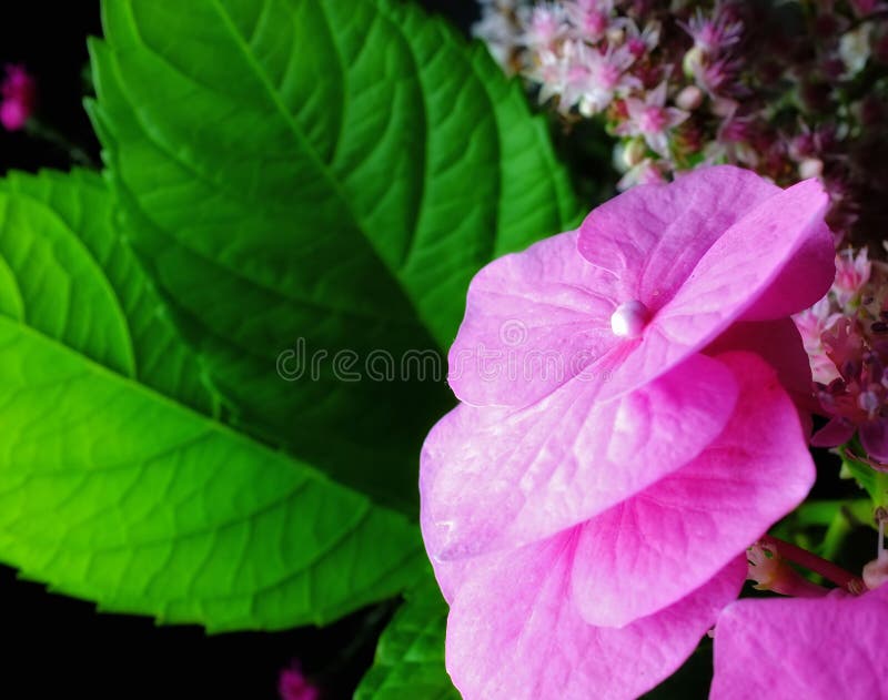 Beautiful Budding Flowers. Shot of Garden Flowers Growing Outside ...