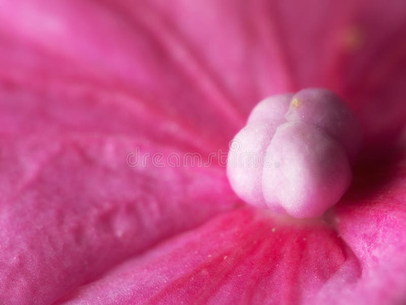 Beautiful Budding Flowers. Shot of Garden Flowers Growing Outside ...
