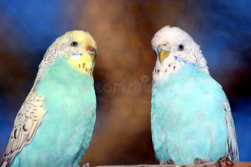 Beautiful Budgie Birds stock photo. Image of feathers - 5003454