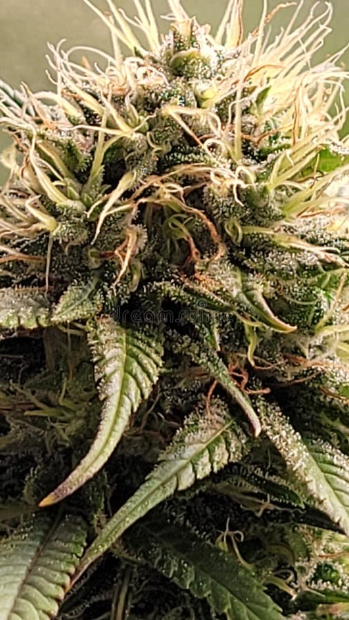 Beautiful Buds in Bloom stock photo. Image of flower - 230200018