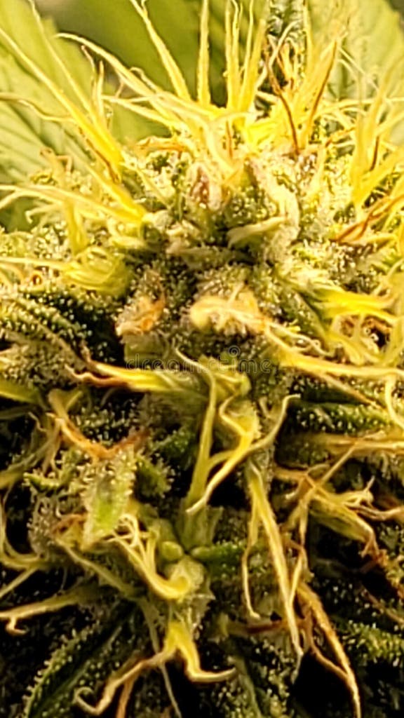 Beautiful Buds in Bloom stock image. Image of flower - 230200063