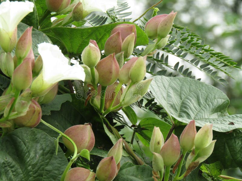 Beautiful Buds Blossom Welcomes the Nature Stock Photo - Image of buds ...