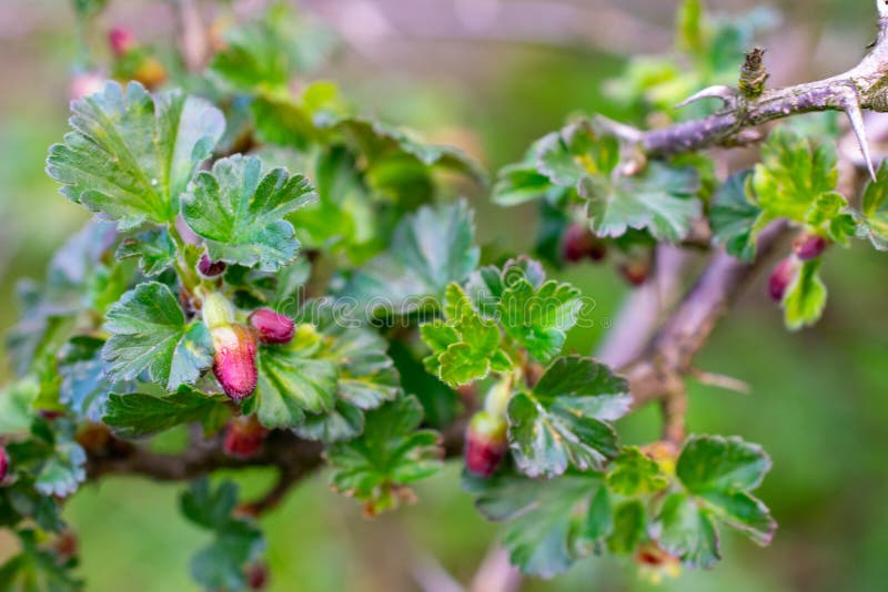 Beautiful Buds of Gooseberry Flowers Stock Photo - Image of delicate ...