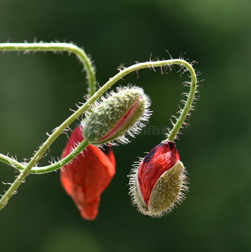 Beautiful buds stock image. Image of poppies, focused - 92682131