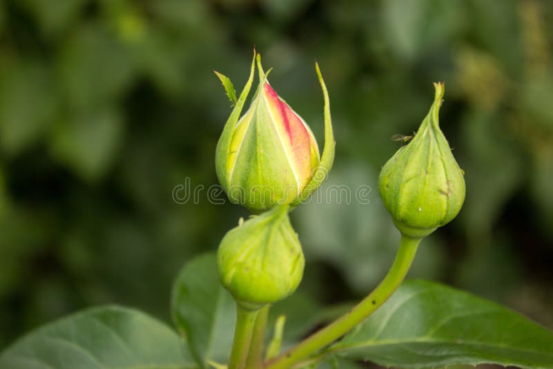 Beautiful Buds of Red Rose in the Garden Stock Photo - Image of bloom ...