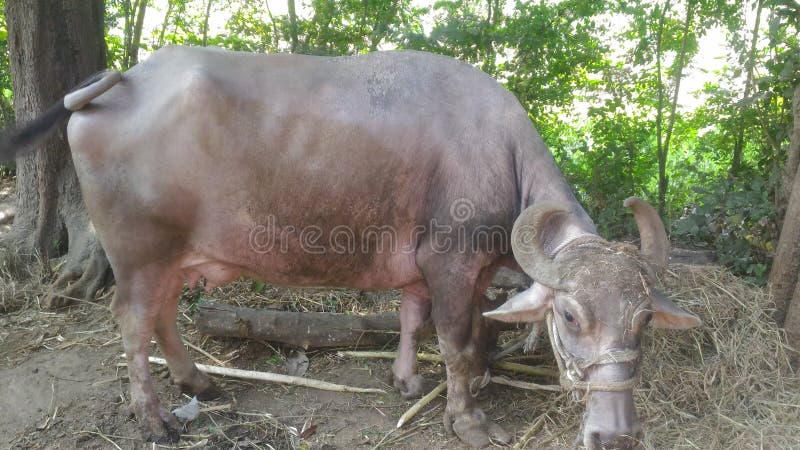 The Beautiful Buffalo of India Stock Image - Image of india, buffalo ...