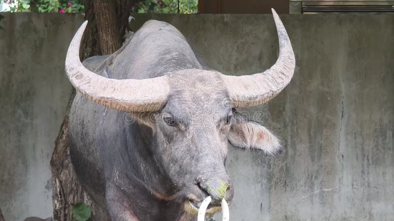 Beautiful Buffalo Live Together at the Rural Farm Stock Video - Video ...