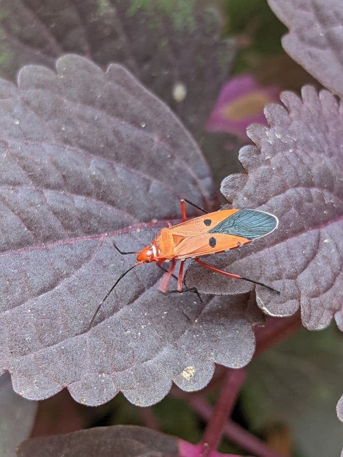 Beautiful Bug Insect on Leaves Stock Photo - Image of beauty ...