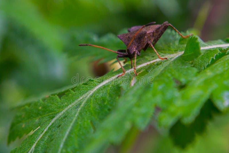Bug up close stock photo. Image of wild, insect, close - 189192674