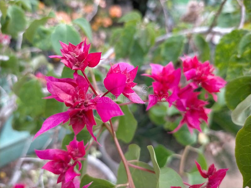 Beautiful bugenvil flowers stock image. Image of herb - 267874771