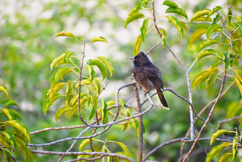 A Beautiful Bulbil Bird in the Tree Stock Photo - Image of finch ...