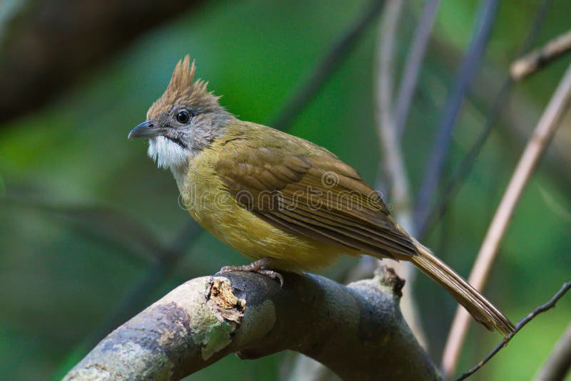 Beautiful bulbul birds stock image. Image of tail, catch - 234579685