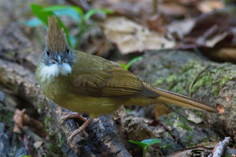 Beautiful bulbul birds stock image. Image of asia, perched - 234579689