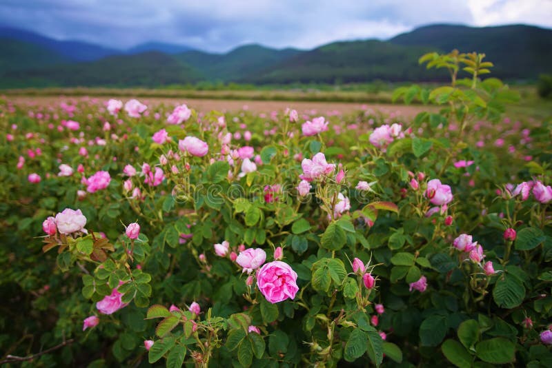 Beautiful Bulgarian Damask Roses Stock Photo - Image of aroma, bloom ...