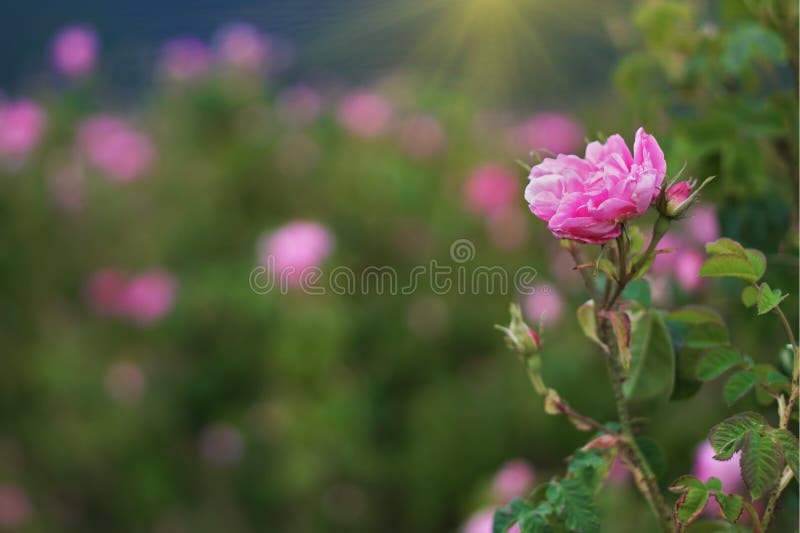 Beautiful Bulgarian Damask Roses Stock Photo - Image of bloom, pastel ...