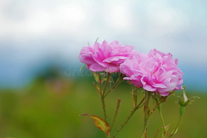Beautiful Bulgarian Damask Roses Stock Photo - Image of color, flower ...