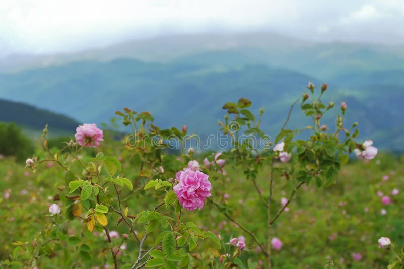 Beautiful Bulgarian Damask Roses Stock Image - Image of garden ...
