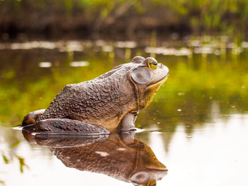 Bull Frog Who Relaxes on the Edge of a Lake Stock Photo - Image of ...