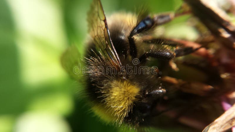 Beautiful Bumble Bee on Flower Macro Photo Stock Image - Image of ...