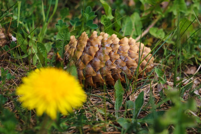 A Beautiful Bump Lies in the Grass. Selective Focus Stock Photo - Image ...