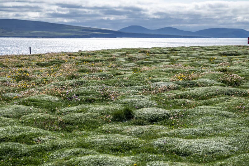 Beautiful Bumpy Grass at Downpatrick Head in County Mayo - Ireland ...
