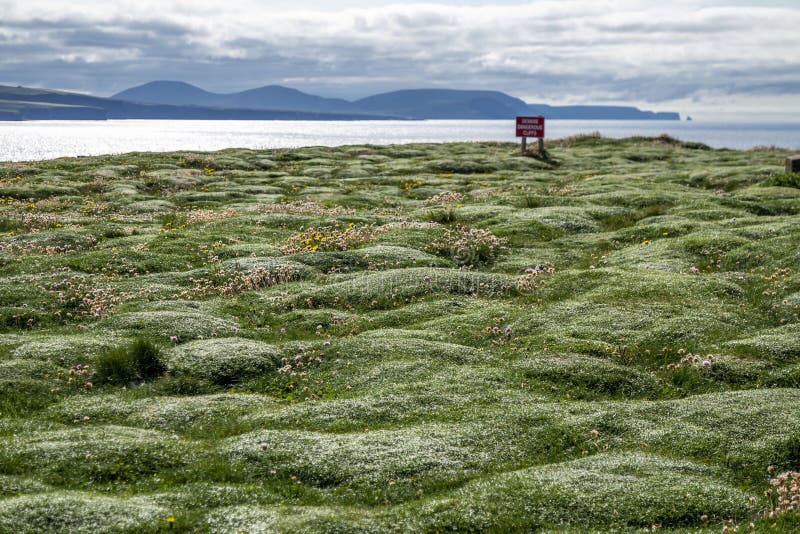 Beautiful Bumpy Grass at Downpatrick Head in County Mayo - Ireland ...