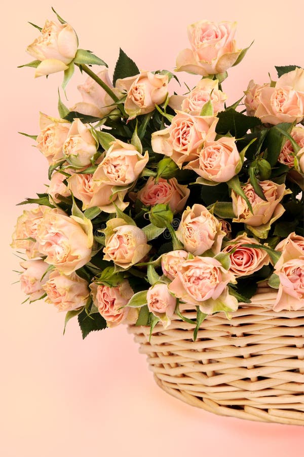 Beige roses in the garden stock image. Image of opened - 128092149