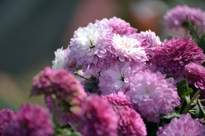 A Beautiful Bunch of Flowers Stock Photo - Image of goods, full: 168209152