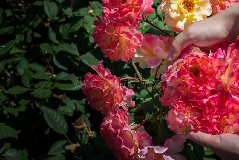 Beautiful Bunch of Fresh Roses in Hand Stock Image - Image of single ...