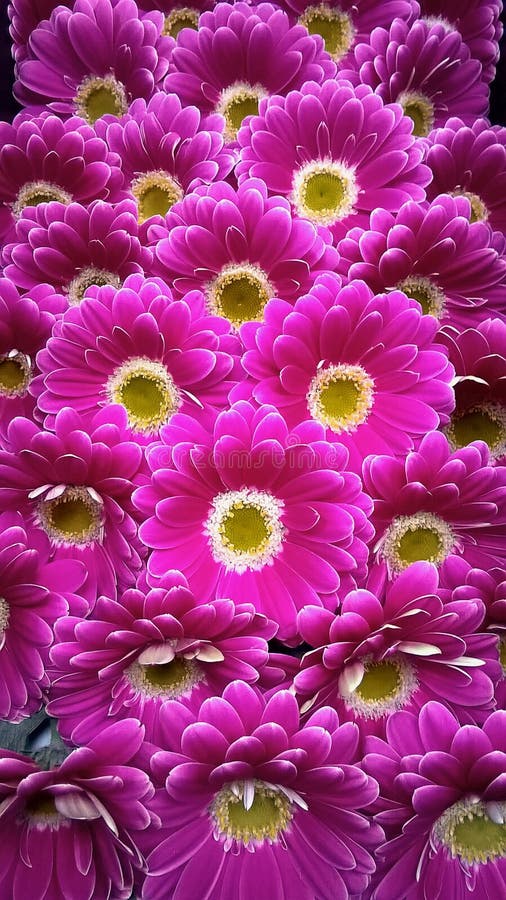Beautiful Bunch of Gerberas. Gerbera Flower Background. Gerbera ...