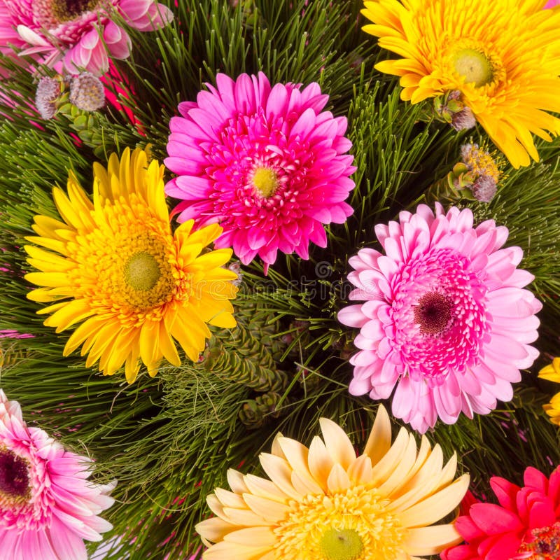 Beautiful Bunch of Gerberas Stock Image - Image of garden, flower: 45366061