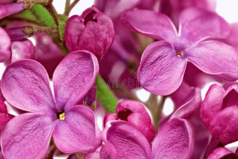 Beautiful Bunch of Lilac Close-up Stock Photo - Image of bouquet, bunch ...