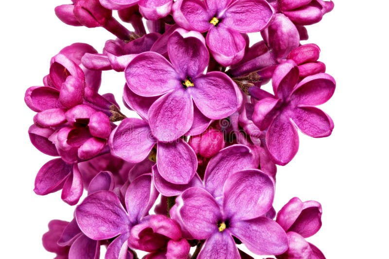 Beautiful Bunch of Lilac stock image. Image of cluster - 30647937