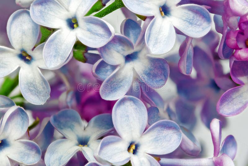 Beautiful Bunch of Lilac Close-up Stock Photo - Image of blooming ...