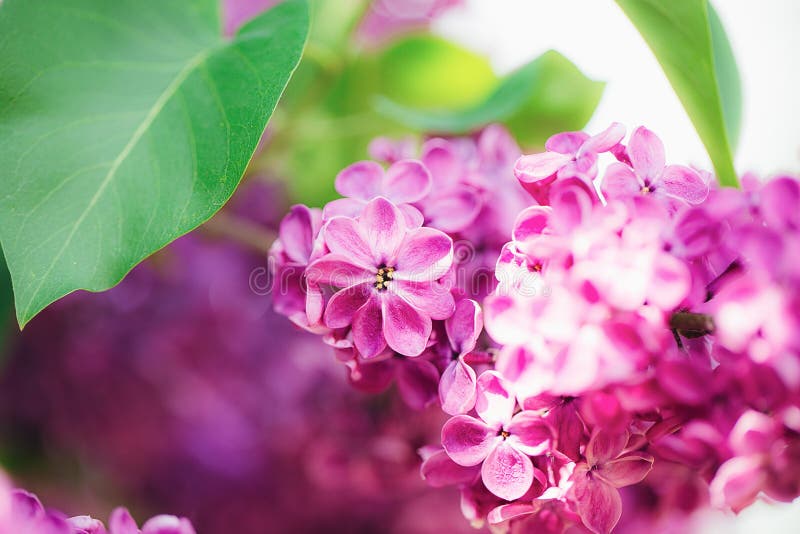 Beautiful Bunch of Lilac Close-up Stock Photo - Image of blue ...