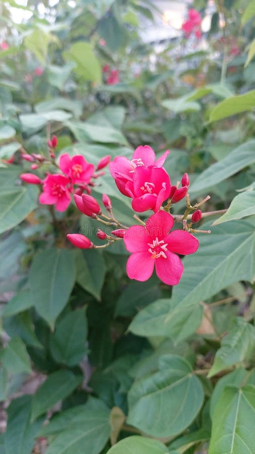 A Beautiful Bunch of Red Peregrina Flower Stock Photo - Image of flower ...