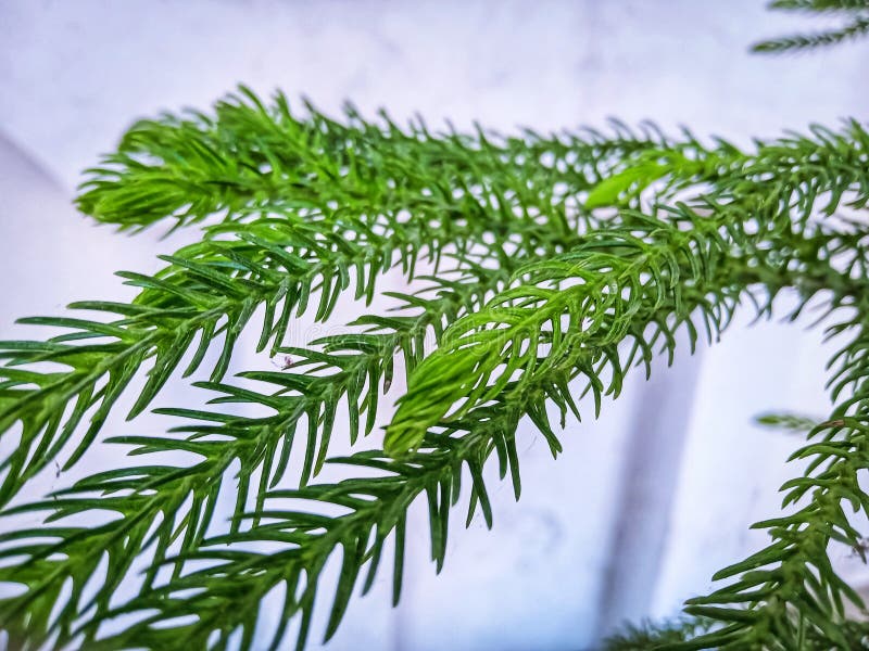 Beautiful Bunch of Shatavari Plant Image India Stock Photo - Image of ...