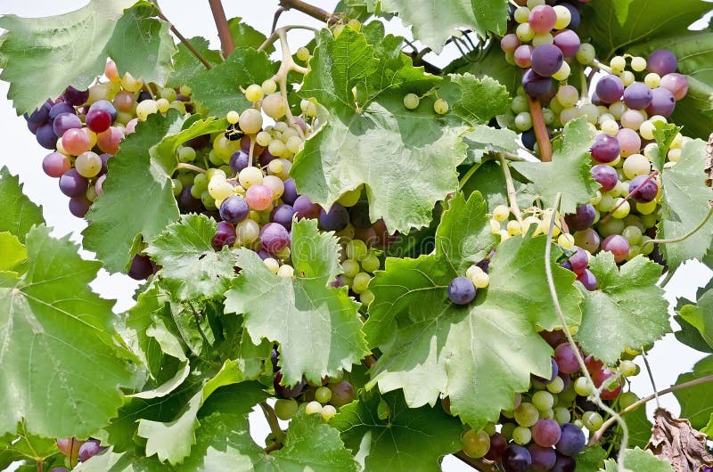 Beautiful Bunches of Grapes Stock Photo - Image of fruit, beverages ...