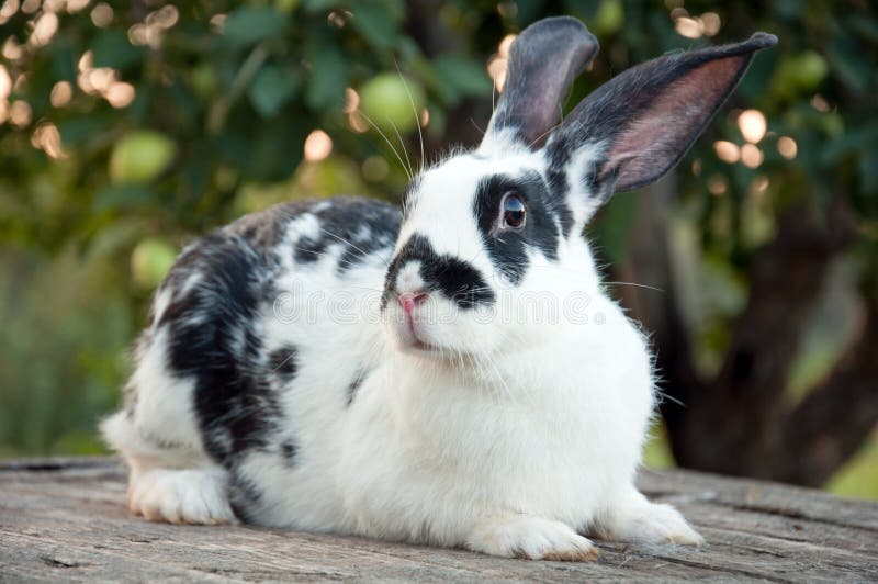 Beautiful Bunny With Big Ears Stock Photo - Image of white, fluffy ...