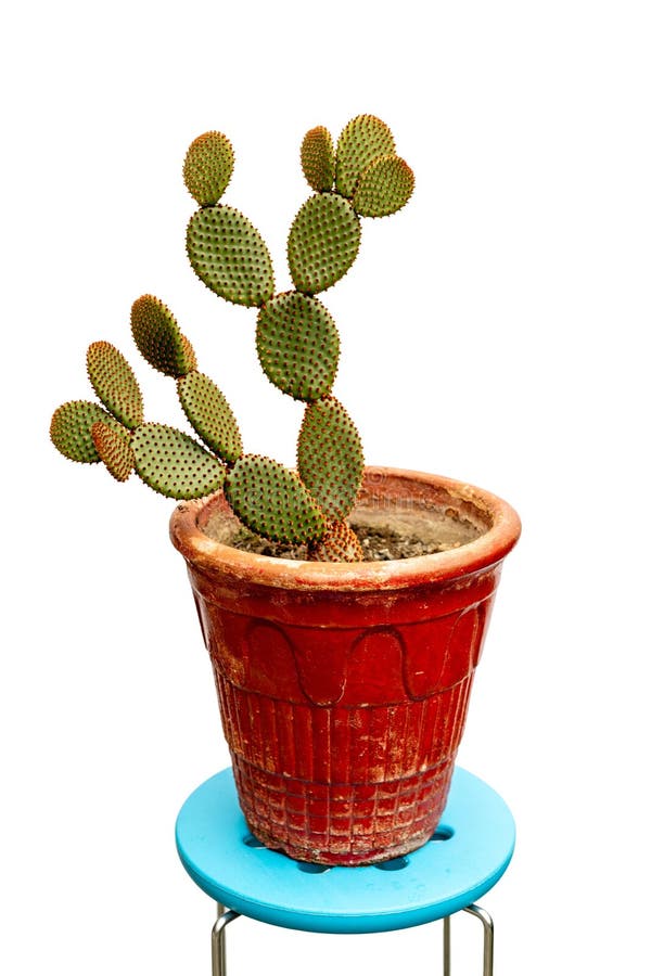 Beautiful Bunny Ears Cactus in Red Pot Stock Photo - Image of opuntia ...