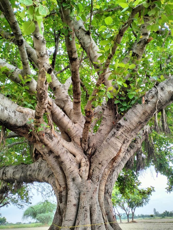 Beautiful bunyan tree stock image. Image of tree, beautiful - 250717167