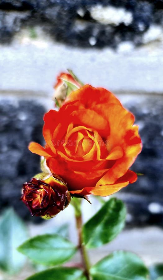 Beautiful Burnt Orange Rose Stock Image - Image of beautiful, pink ...