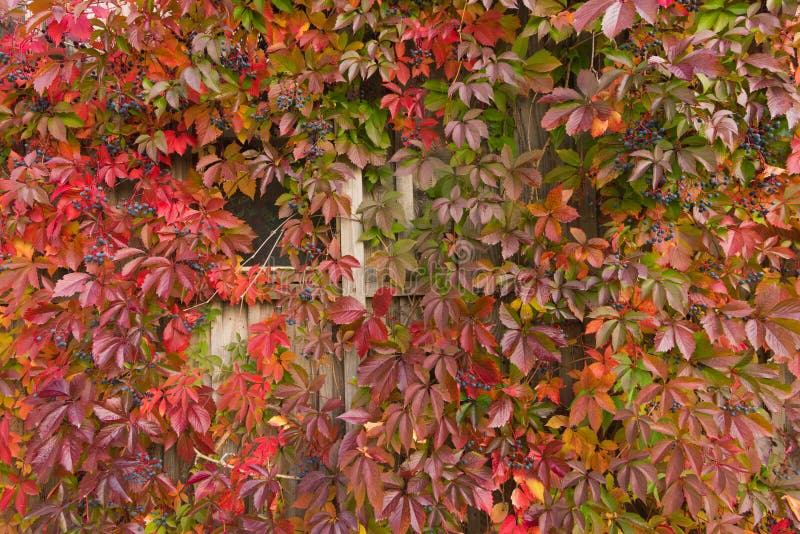 Beautiful Bush in Autumn Day Stock Photo - Image of branch, grass: 78919770