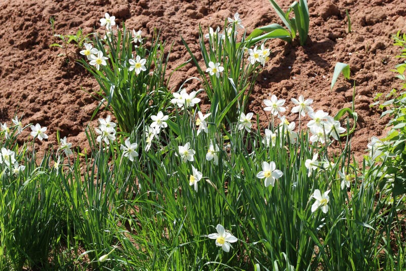 A Beautiful Bush of Blooming Narcissus on the Background of Clay Soil ...