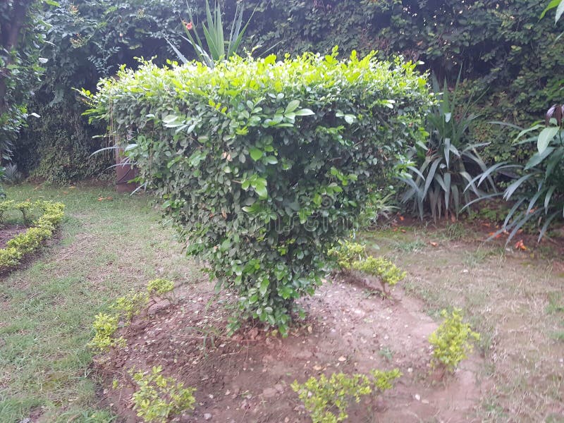 Beautiful bush cutted stock photo. Image of plantation - 256222306