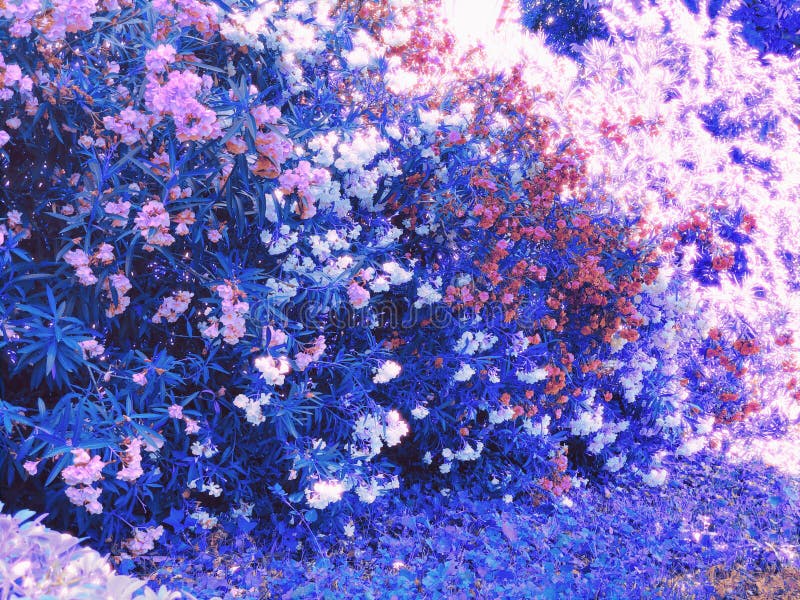 Beautiful Bush Flowers in the Park Stock Photo - Image of light, flower ...