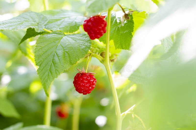 A Beautiful Bush of Juicy and Ripe Raspberries Stock Photo - Image of ...