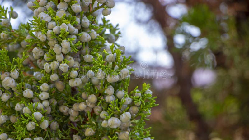 Beautiful Bush of a Juniper with Berries Stock Photo - Image of ...