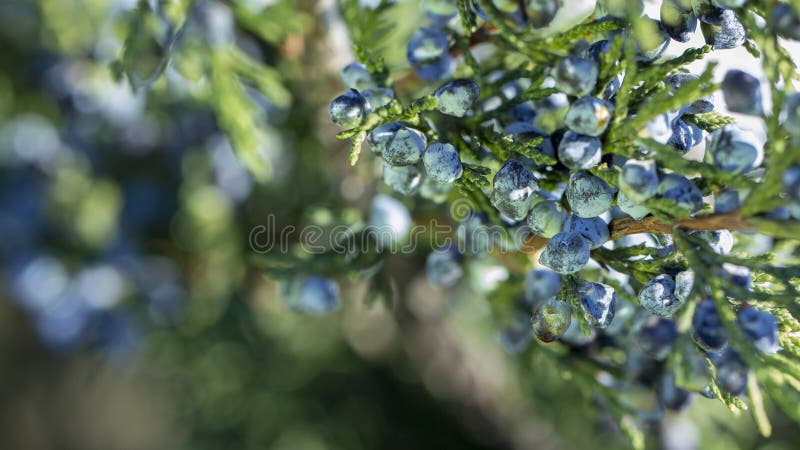 Beautiful Bush of a Juniper with Berries Stock Photo - Image of bush ...